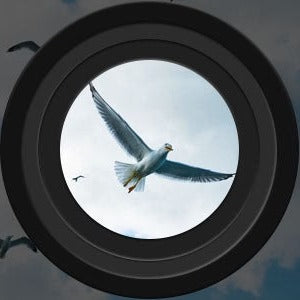 Luminex | Advanced Night Vision Binoculars with LCD Screen for Wildlife ...